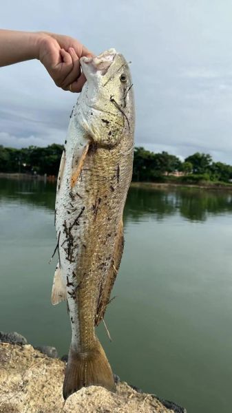 桂鱼多少钱一斤_桂鱼价格为什么波动大-第2张图片-山城妙识 桂鱼多少钱一斤_桂鱼价格为什么波动大-第2张图片-山城妙识