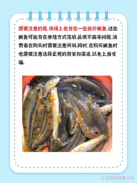 桂鱼多少钱一斤_桂鱼价格为什么波动大-第1张图片-山城妙识 桂鱼多少钱一斤_桂鱼价格为什么波动大-第1张图片-山城妙识
