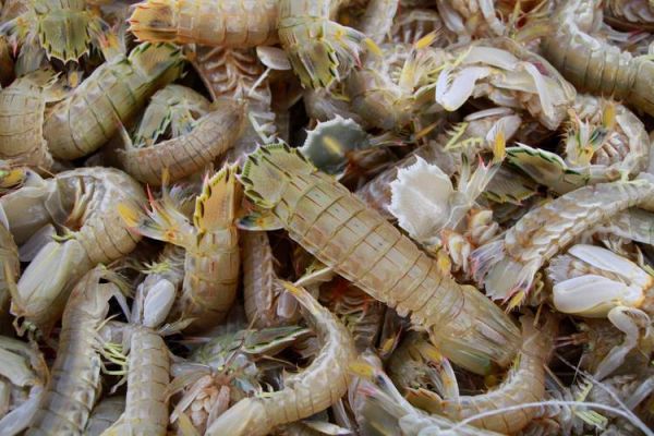 爬虾怎么保存的时间长_活爬虾冷藏还是冷冻-第2张图片-山城妙识