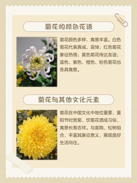 菊花的花语是什么_菊花适合送什么人-第1张图片-山城妙识