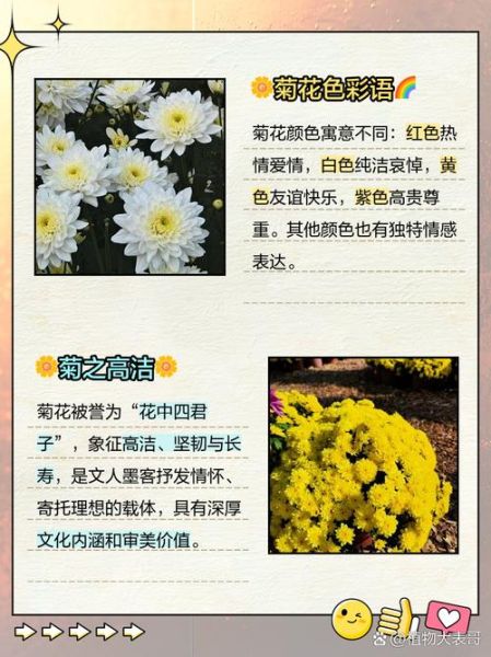 菊花的花语是什么_菊花适合送什么人-第2张图片-山城妙识