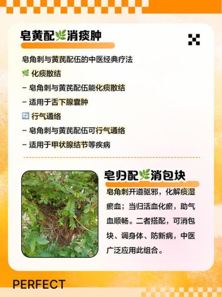 皂角刺怎么外用_皂角刺泡酒配方-第2张图片-山城妙识 皂角刺怎么外用_皂角刺泡酒配方-第2张图片-山城妙识