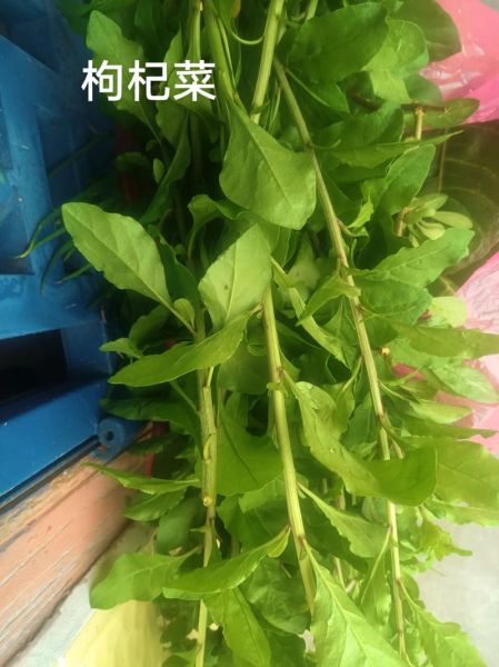 枸杞菜怎么做好吃_枸杞菜的做法大全集-第3张图片-山城妙识