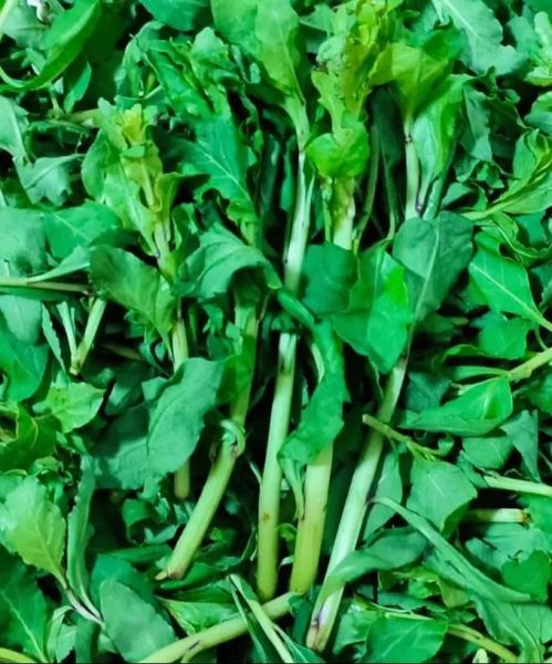 枸杞菜怎么做好吃_枸杞菜的做法大全集-第2张图片-山城妙识