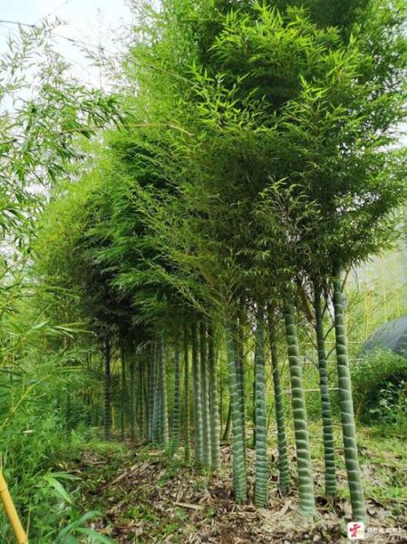 竹子图片大全_竹子有哪些品种-第2张图片-山城妙识