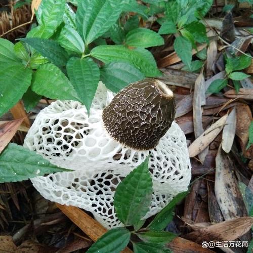 竹荪怎么读_竹荪的正确发音与吃法-第2张图片-山城妙识