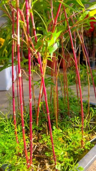 竹子图片大全_竹子有哪些品种-第1张图片-山城妙识