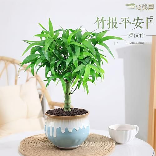 竹子图片大全_竹子有哪些品种-第3张图片-山城妙识