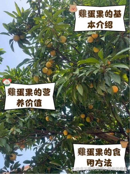 鸡蛋果长什么样_鸡蛋果怎么吃-第3张图片-山城妙识