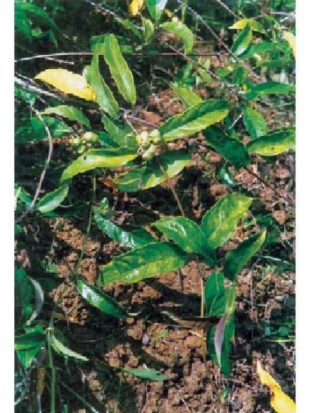 巴戟天图片功效与作用_巴戟天适合什么人吃-第3张图片-山城妙识 巴戟天图片功效与作用_巴戟天适合什么人吃-第3张图片-山城妙识