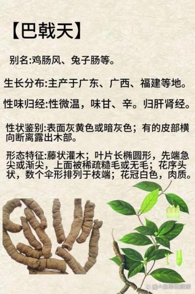 巴戟天图片功效与作用_巴戟天适合什么人吃-第1张图片-山城妙识 巴戟天图片功效与作用_巴戟天适合什么人吃-第1张图片-山城妙识
