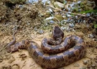 烙铁头蛇图片_有毒吗-第2张图片-山城妙识