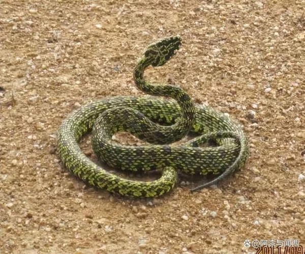 烙铁头蛇图片_有毒吗-第1张图片-山城妙识