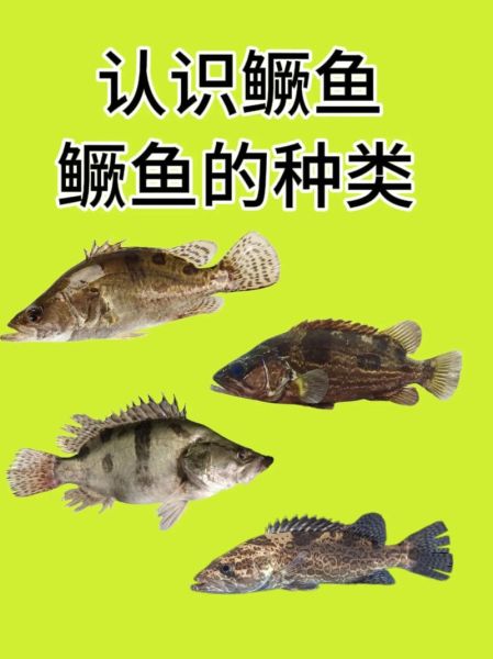 桂鱼有几种图片_如何快速区分-第2张图片-山城妙识