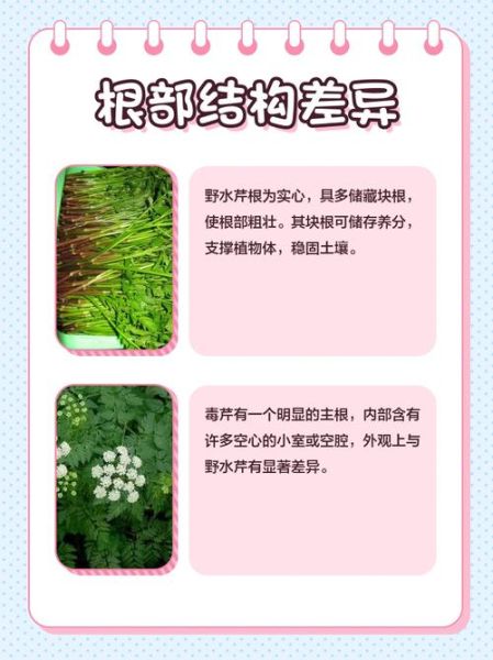 野芹菜和水芹菜的区别_哪个能吃-第1张图片-山城妙识 野芹菜和水芹菜的区别_哪个能吃-第1张图片-山城妙识