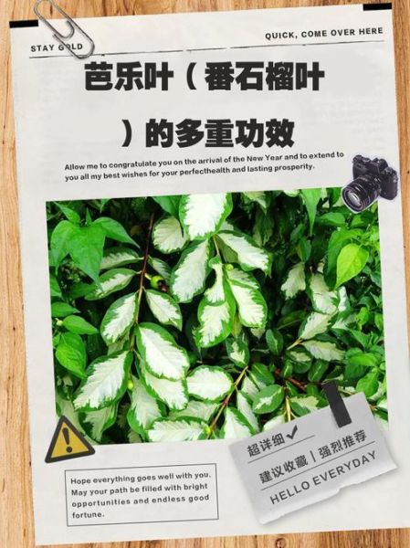 番石榴叶的功效与禁忌_番石榴叶泡水喝的副作用-第2张图片-山城妙识 番石榴叶的功效与禁忌_番石榴叶泡水喝的副作用-第2张图片-山城妙识