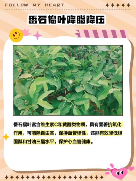 番石榴叶的功效与禁忌_番石榴叶泡水喝的副作用-第1张图片-山城妙识 番石榴叶的功效与禁忌_番石榴叶泡水喝的副作用-第1张图片-山城妙识