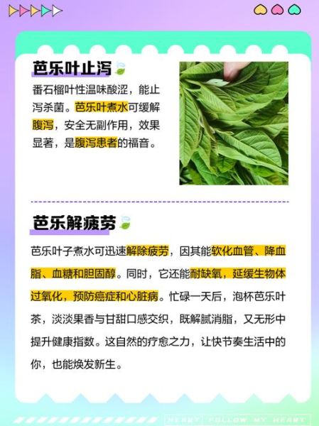 番石榴叶的功效与禁忌_番石榴叶泡水喝的副作用-第3张图片-山城妙识 番石榴叶的功效与禁忌_番石榴叶泡水喝的副作用-第3张图片-山城妙识