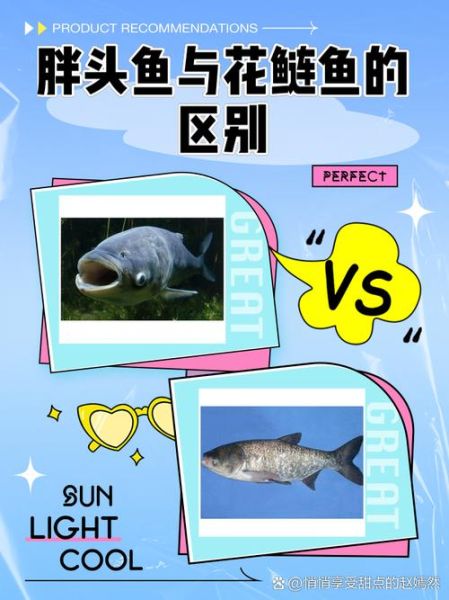 花鲢和胖头鱼一样吗_花鲢胖头鱼区别-第1张图片-山城妙识