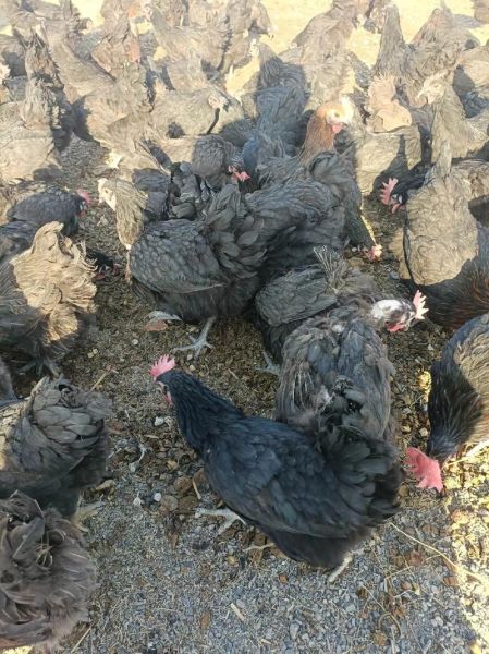 乌鸡蛋价格多少钱一斤_乌鸡蛋为什么这么贵-第1张图片-山城妙识 乌鸡蛋价格多少钱一斤_乌鸡蛋为什么这么贵-第1张图片-山城妙识