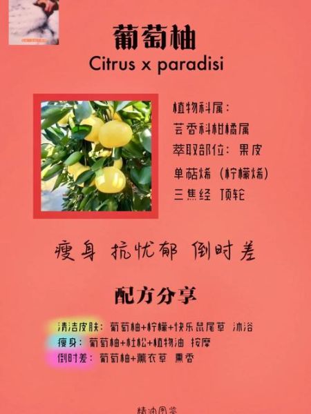 葡萄柚的功效与作用_葡萄柚怎么吃最健康-第3张图片-山城妙识 葡萄柚的功效与作用_葡萄柚怎么吃最健康-第3张图片-山城妙识