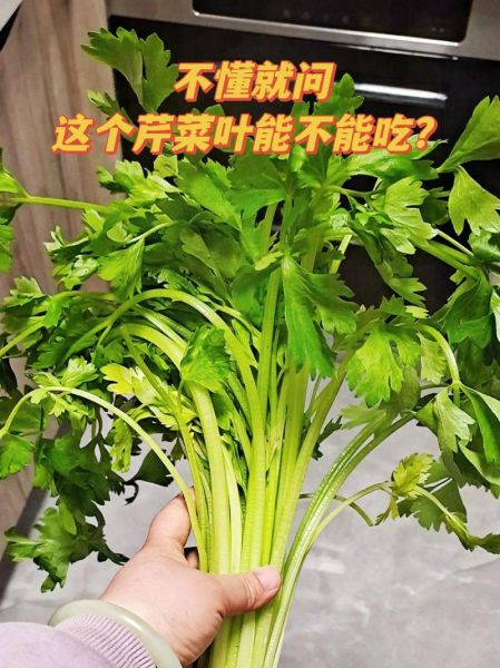 芹菜图片_芹菜叶子可以吃吗-第1张图片-山城妙识