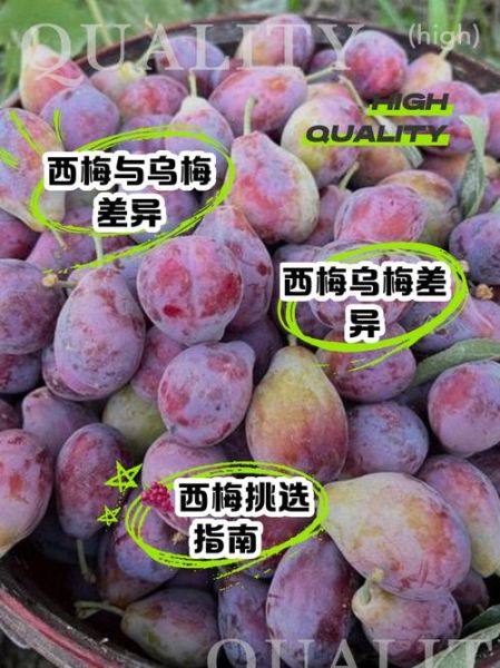 乌梅真假图片对比_如何辨别真假乌梅-第3张图片-山城妙识 乌梅真假图片对比_如何辨别真假乌梅-第3张图片-山城妙识