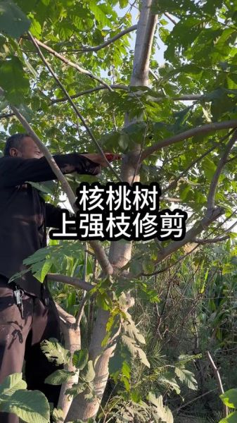 核桃树什么时候修剪最合适_核桃树修剪的正确方法-第1张图片-山城妙识