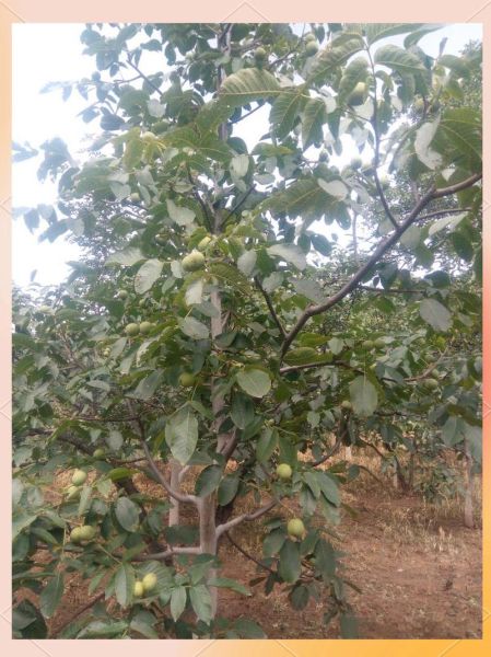 核桃树什么时候修剪最合适_核桃树修剪的正确方法-第3张图片-山城妙识