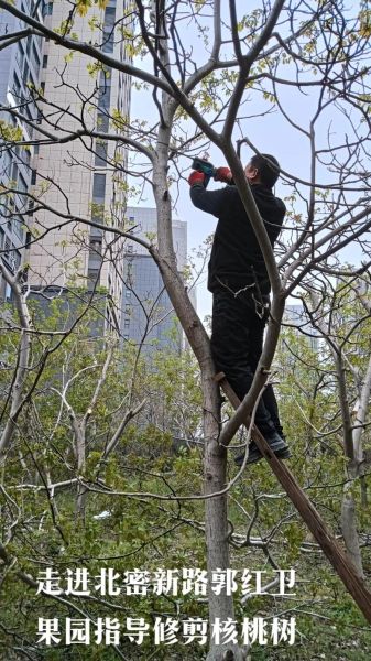 核桃树什么时候修剪最合适_核桃树修剪的正确方法-第2张图片-山城妙识