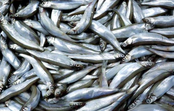 多春鱼真的有寄生虫吗_孕妇能吃吗-第1张图片-山城妙识 多春鱼真的有寄生虫吗_孕妇能吃吗-第1张图片-山城妙识