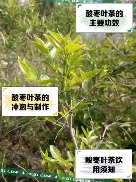 酸枣叶茶的功效与作用_酸枣叶茶能长期喝吗-第1张图片-山城妙识