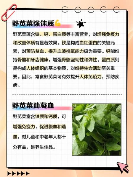 野苋菜的功效与作用_野苋菜的禁忌有哪些-第1张图片-山城妙识