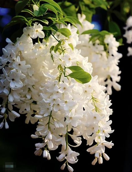 丁香花什么时候开花_丁香花的花语是什么-第1张图片-山城妙识