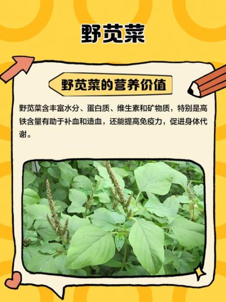 野苋菜的功效与作用_野苋菜的禁忌有哪些-第3张图片-山城妙识