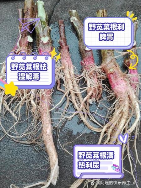 野苋菜的功效与作用_野苋菜的禁忌有哪些-第2张图片-山城妙识