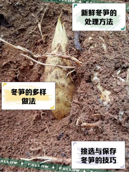 冬笋用不用焯水_冬笋焯水多久才合适-第3张图片-山城妙识 冬笋用不用焯水_冬笋焯水多久才合适-第3张图片-山城妙识