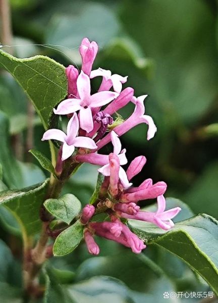 丁香花什么时候开花_丁香花的花语是什么-第3张图片-山城妙识