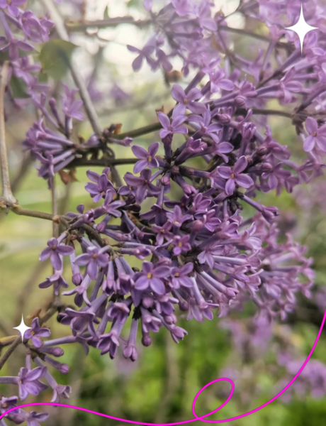 丁香花什么时候开花_丁香花的花语是什么-第2张图片-山城妙识