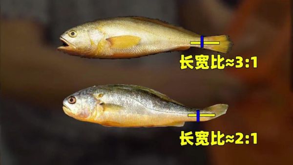 黄姑鱼图片怎么区分_黄姑鱼图片高清特征-第3张图片-山城妙识 黄姑鱼图片怎么区分_黄姑鱼图片高清特征-第3张图片-山城妙识