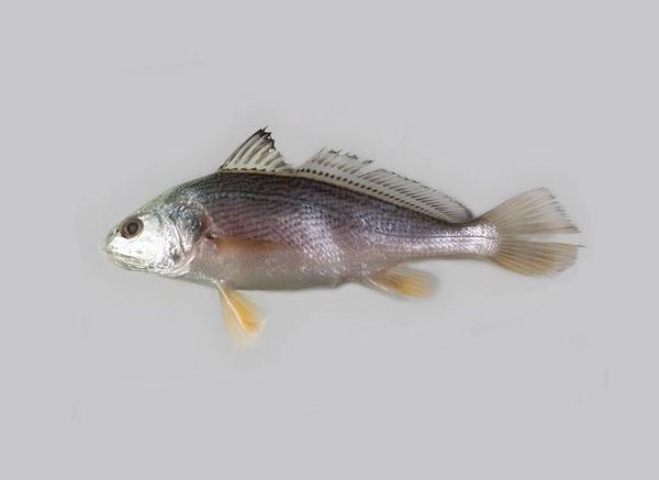 黄姑鱼图片怎么区分_黄姑鱼图片高清特征-第2张图片-山城妙识 黄姑鱼图片怎么区分_黄姑鱼图片高清特征-第2张图片-山城妙识