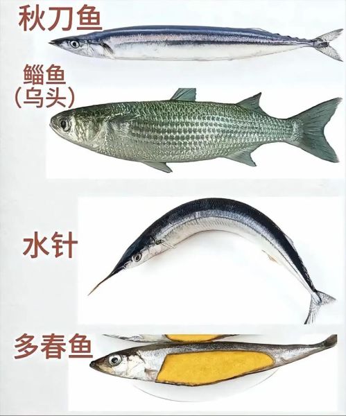 海鱼品种图片大全大图_如何快速识别常见海鱼-第3张图片-山城妙识