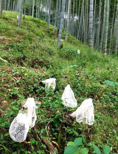 竹荪是怎么长出来的_竹荪从哪里长出来-第1张图片-山城妙识