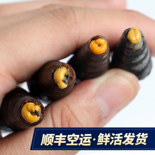 钉螺和锥螺的区别_哪个更好吃-第1张图片-山城妙识 钉螺和锥螺的区别_哪个更好吃-第1张图片-山城妙识