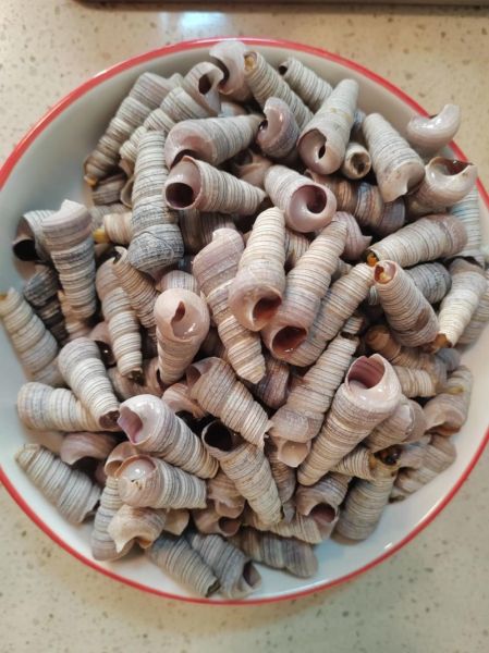 钉螺和锥螺的区别_哪个更好吃-第3张图片-山城妙识 钉螺和锥螺的区别_哪个更好吃-第3张图片-山城妙识