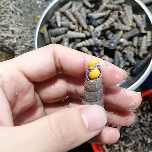 钉螺和锥螺的区别_哪个更好吃-第2张图片-山城妙识 钉螺和锥螺的区别_哪个更好吃-第2张图片-山城妙识