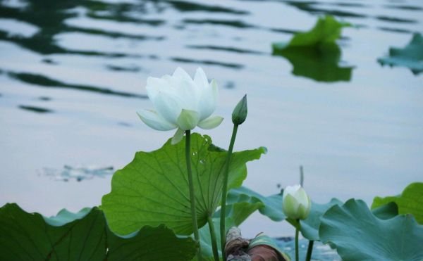 白莲花养成手册_如何识别真假白莲花-第3张图片-山城妙识