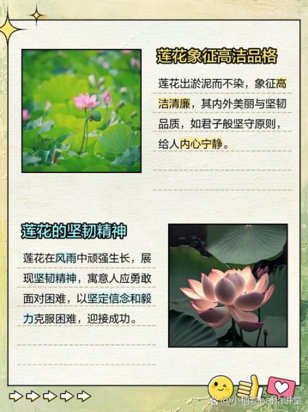 白莲花养成手册_如何识别真假白莲花-第2张图片-山城妙识