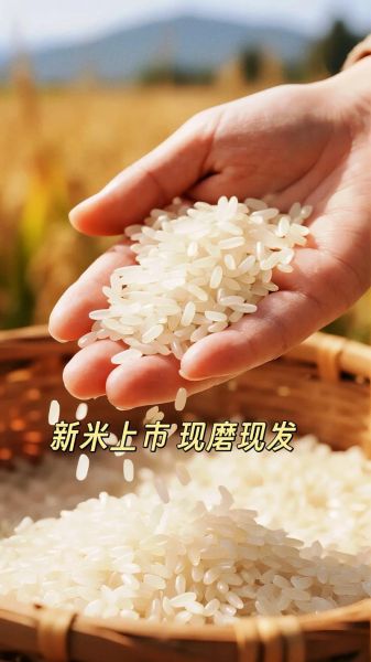 东北大米为什么好吃_东北大米和普通大米区别-第1张图片-山城妙识