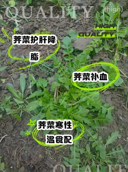 荠菜煮水喝有什么功效_荠菜水能天天喝吗-第3张图片-山城妙识